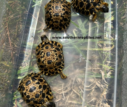 Southern Reptiles LLC - MorphMarket