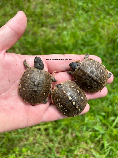 3 Toe Box Turtle Hatchling by Southern Reptiles LLC