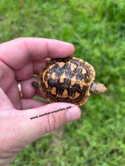 Pancake Tortoise Hatchling by Southern Reptiles LLC
