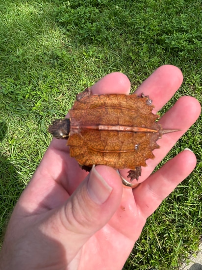 Vietnamese Black Breasted Leaf Turtle Hatchling More Turtle by Southern ...