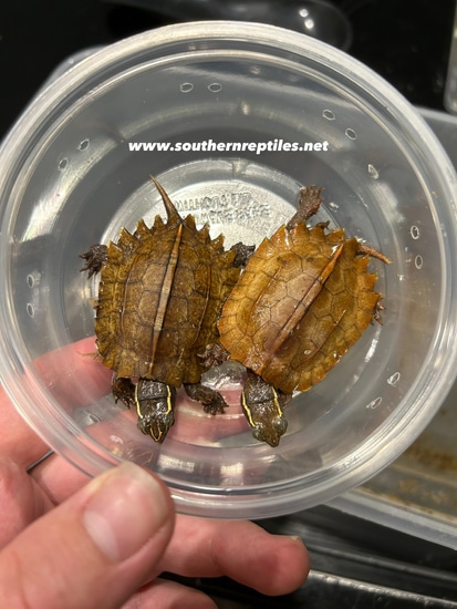 Vietnamese Black Breasted Leaf Turtle More Turtle by Southern Reptiles