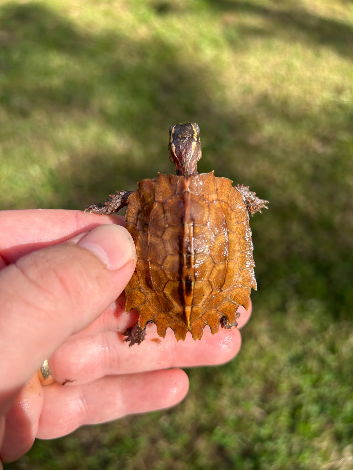 Spengleri Leaf Turtle More Turtle by Southern Reptiles LLC - MorphMarket