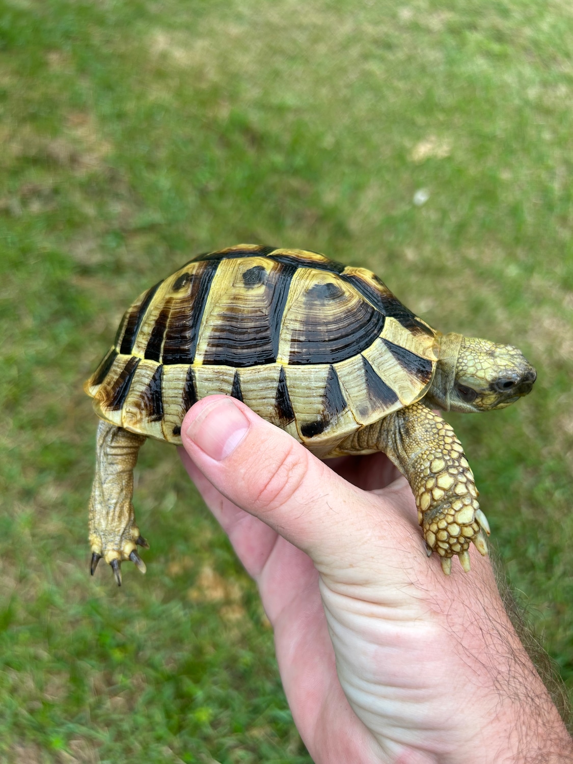 Hermanns Tortoise Hermann's Tortoise by Southern Reptiles LLC - MorphMarket