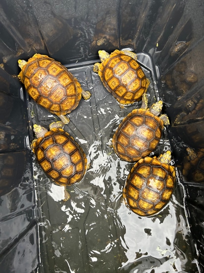 Peruvian Amazon Basin Yellow-Footed Tortoise by Southern Reptiles LLC