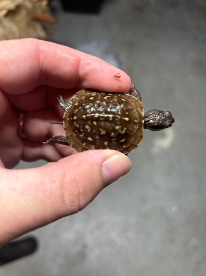 3 Toe Box Turtle by Southern Reptiles LLC