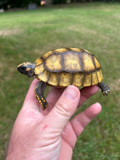 Peruvian Amazon Basin Yellowfoot Yellow-Footed Tortoise by Southern ...