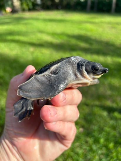 Fly River Turtle Small by Southern Reptiles LLC