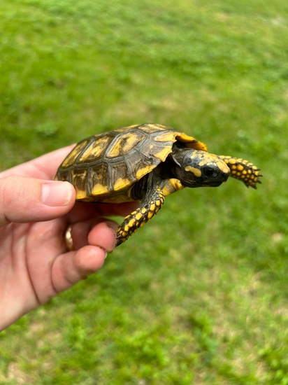 Peruvian Amazon Basin Yellowfoot Yellow-Footed Tortoise by Southern ...