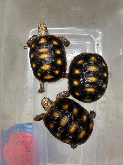 Redfoot Tortoise Well Started Hatchlings Red-Footed Tortoise by ...