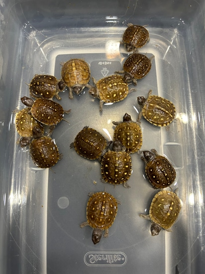 Three Toe Box Turtle Hatchlings by Southern Reptiles LLC