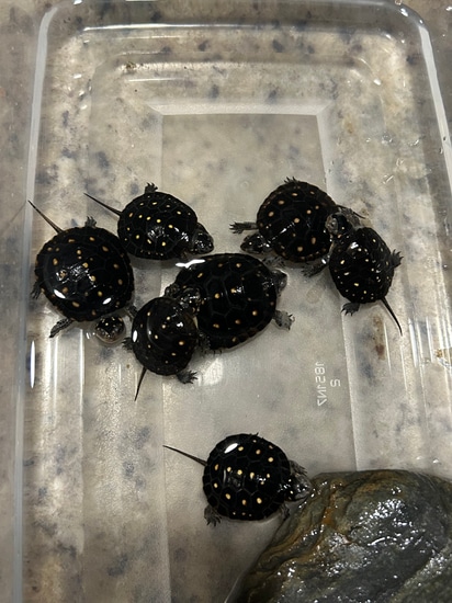 North American Spotted Turtle Hatchling More Turtle by Southern ...