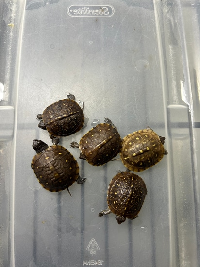 Three Toe Box Turtles by Southern Reptiles LLC