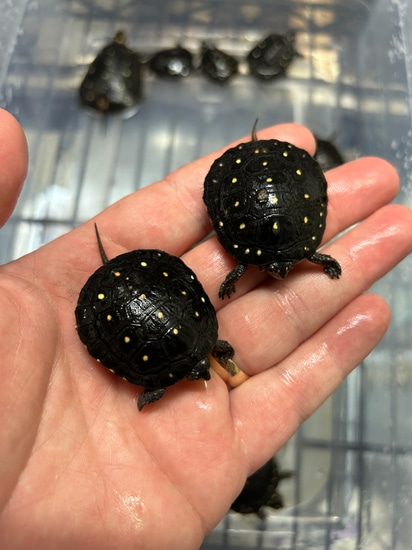 North American Spotted Turtle Hatchling More Turtle by Southern ...