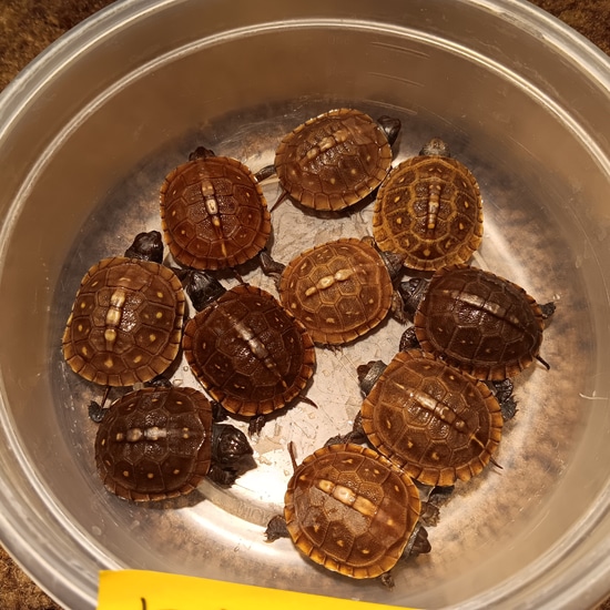 Three Toe Box Turtle Hatchlings by Southern Reptiles LLC