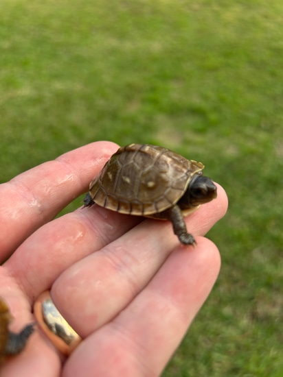 Three Toe Box Turtle Hatchlings by Southern Reptiles LLC