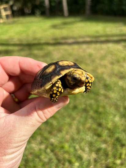 🍋Colombian Yellow Redfoot Tortoise Hatchling Red-Footed Tortoise by ...