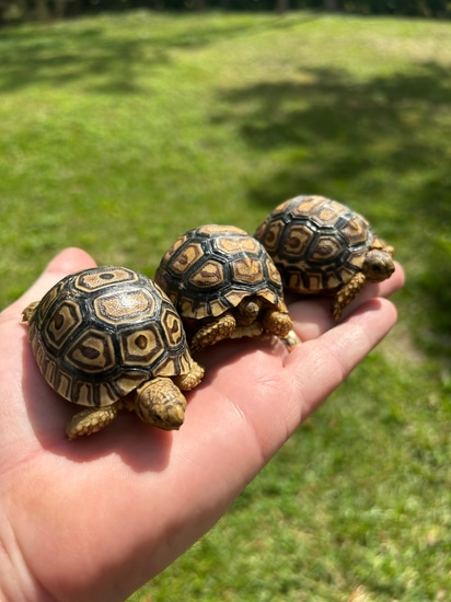 Leopard Tortoise Hatchlings by Southern Reptiles