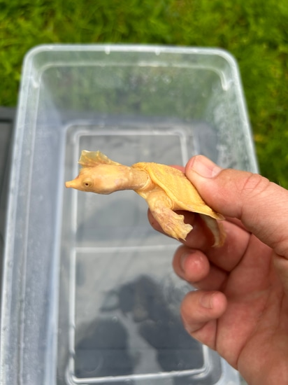 Albino Chinese Softshell Turtle Hatchling by Southern Reptiles LLC