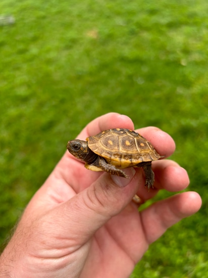 Three Toe Box Turtle Hatchling High Color by Southern Reptiles LLC