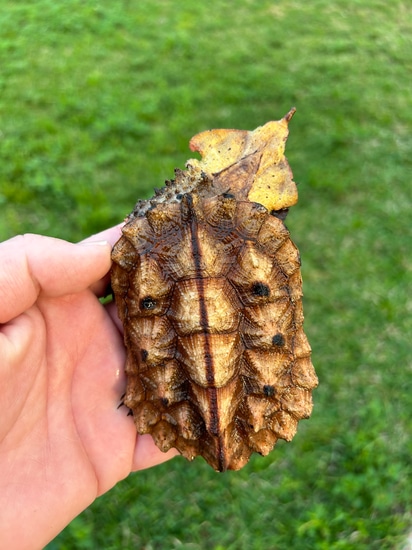 Peruvian Mata Mata High Color More Turtle by Southern Reptiles LLC