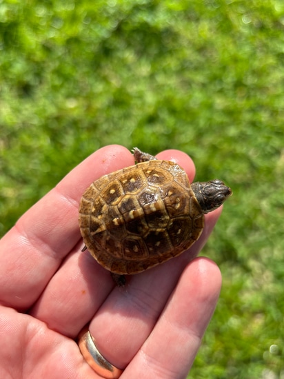 Three Toed Box Turtle Hatchling High Color by Southern Reptiles LLC