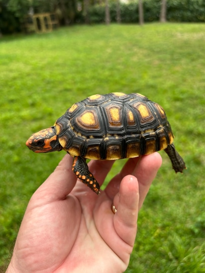 🔥Dwarf Marbled Brazilian Cherryhead 5” Red-Footed Tortoise by Southern ...