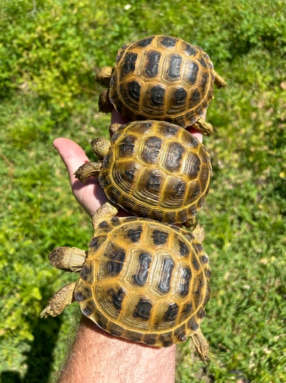 Russian Tortoises 4” Juveniles by Southern Reptiles