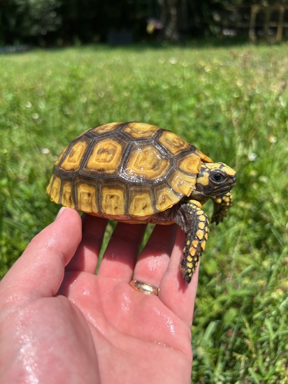 Amazon Basin Yellowfoot Tortoise Yearling Yellow-Footed Tortoise by ...