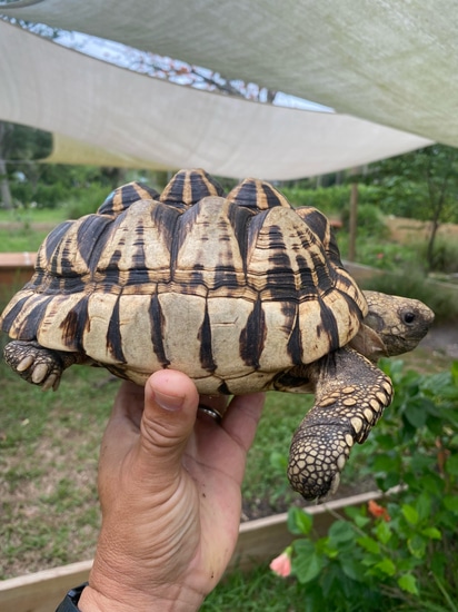 Adult Burmese Star Tortoise Breeder Indian Star Tortoise by Southern ...