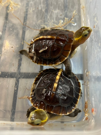 Chinese Box Turtle Hatchlings by Southern Reptiles LLC