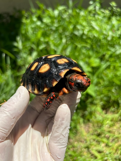 🔥Dwarf Brazilian Cherryhead Well Started Hatchling Red-Footed Tortoise ...