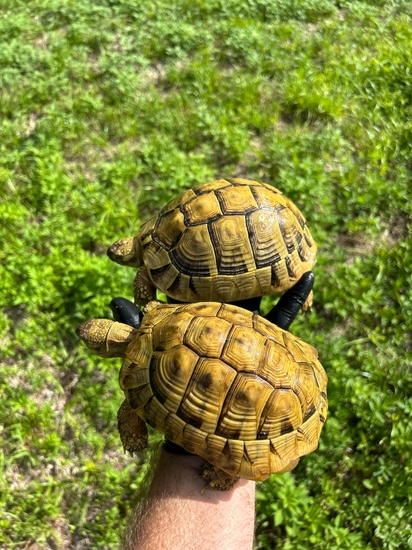 High Yellow Macedonian Hermanns Pair Hermann's Tortoise by Southern ...