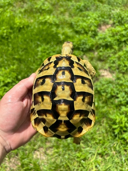 Eastern Hermanns Young Adult Male Hermann's Tortoise by Southern ...