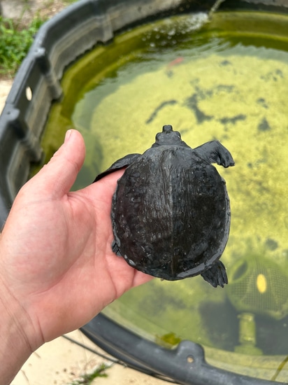 5” Fly River Turtle by Southern Reptiles LLC