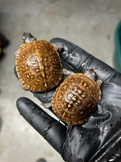 High Color Three Toe Box Turtles by Southern Reptiles LLC