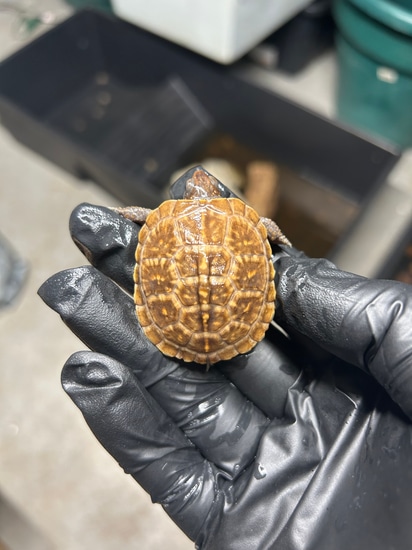 High Color Three Toe Box Hatchling Box Turtle by Southern Reptiles