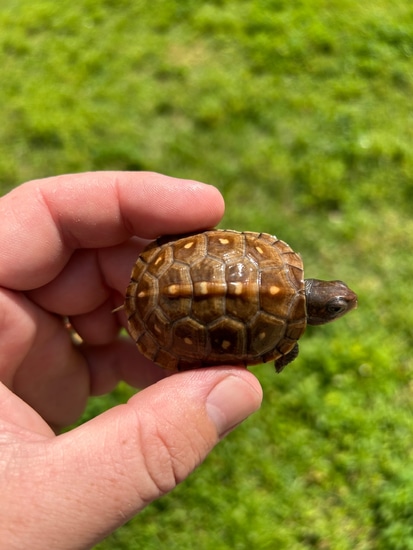 Three Toed Box Turtle Hatchling by Southern Reptiles LLC