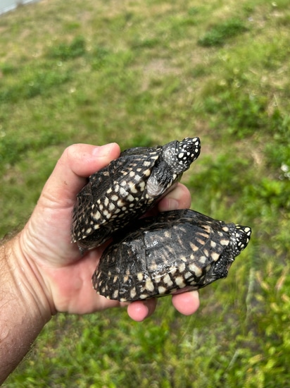 Indian Spotted Turtles Pond Turtle by Southern Reptiles