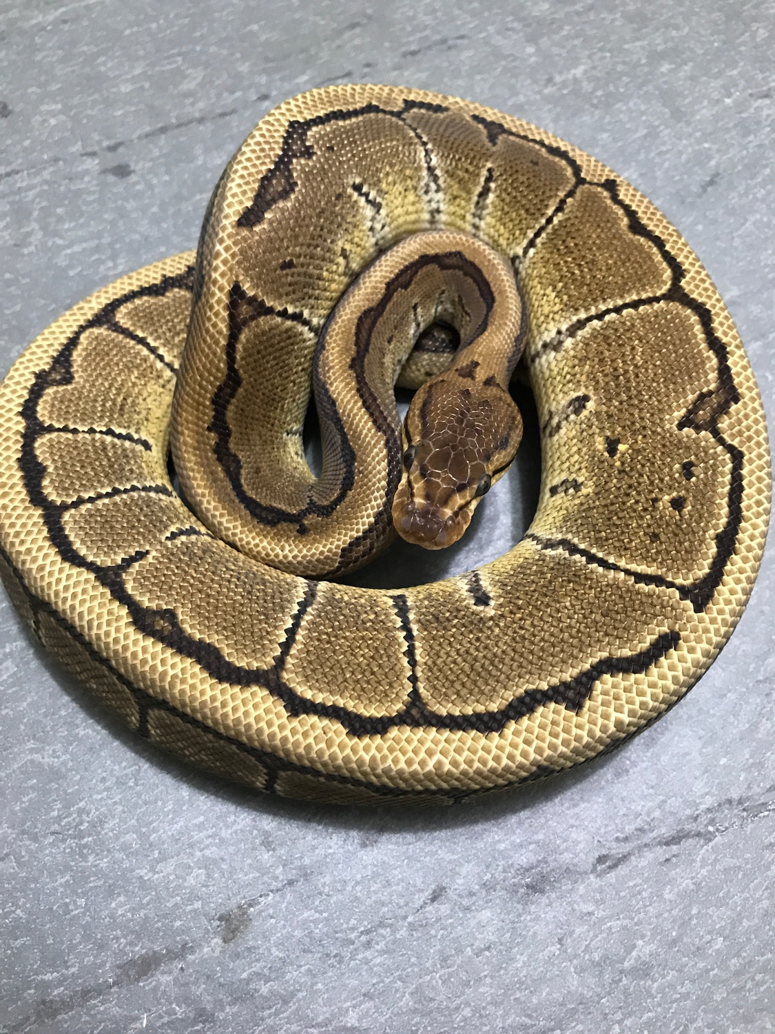 Pinstripe Spector Ball Python by Southern Star Reptiles - MorphMarket