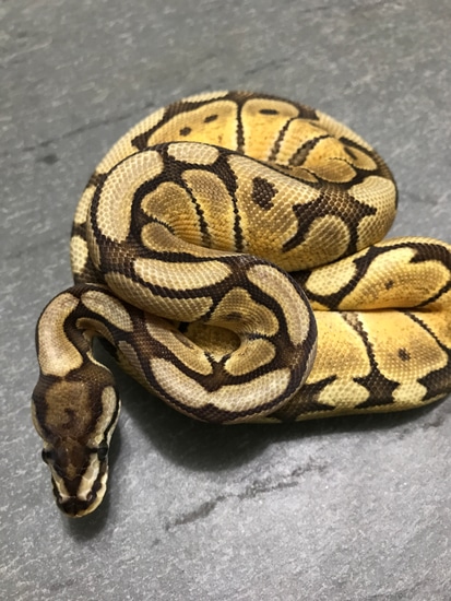 Spider Mojave Ball Python by Southern Star Reptiles