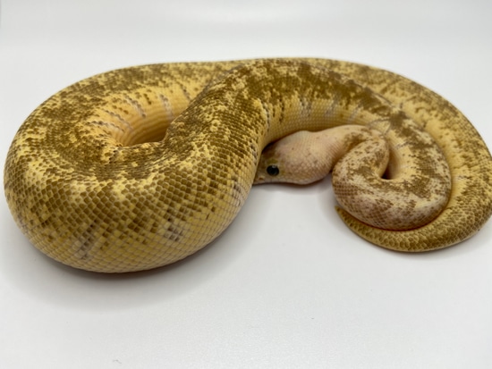 Lemonblast HGW Clown Ball Python by Southern Star Reptiles - MorphMarket