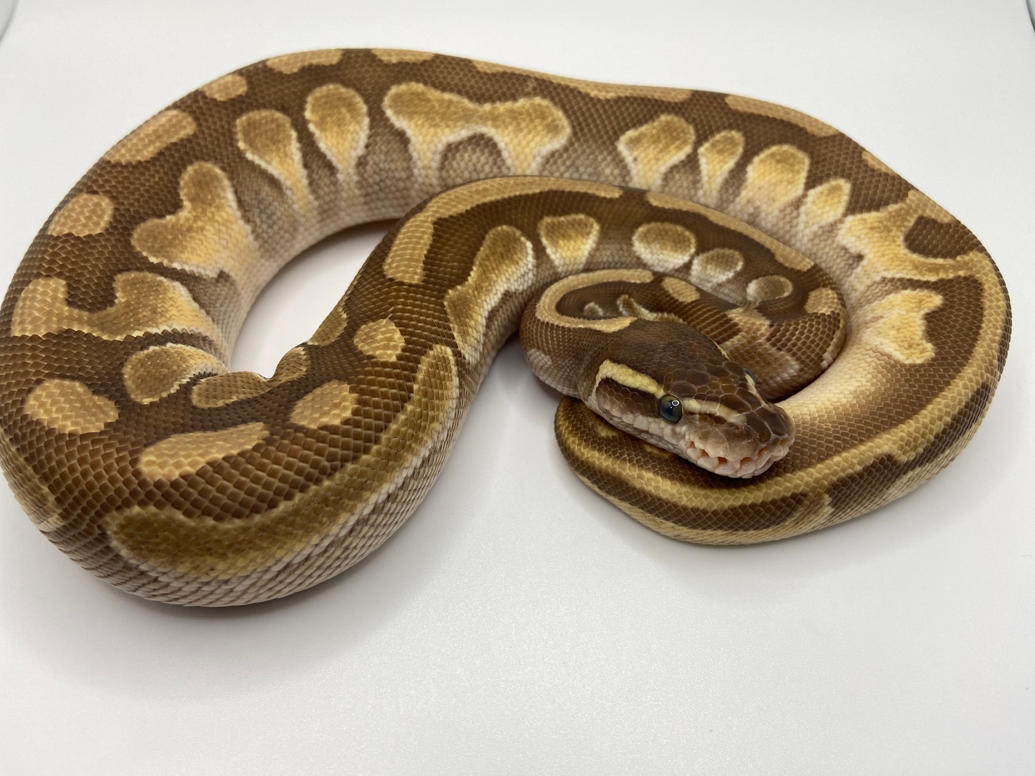 Lesser Enchi Het Pied Ball Python by Southern Star Reptiles - MorphMarket