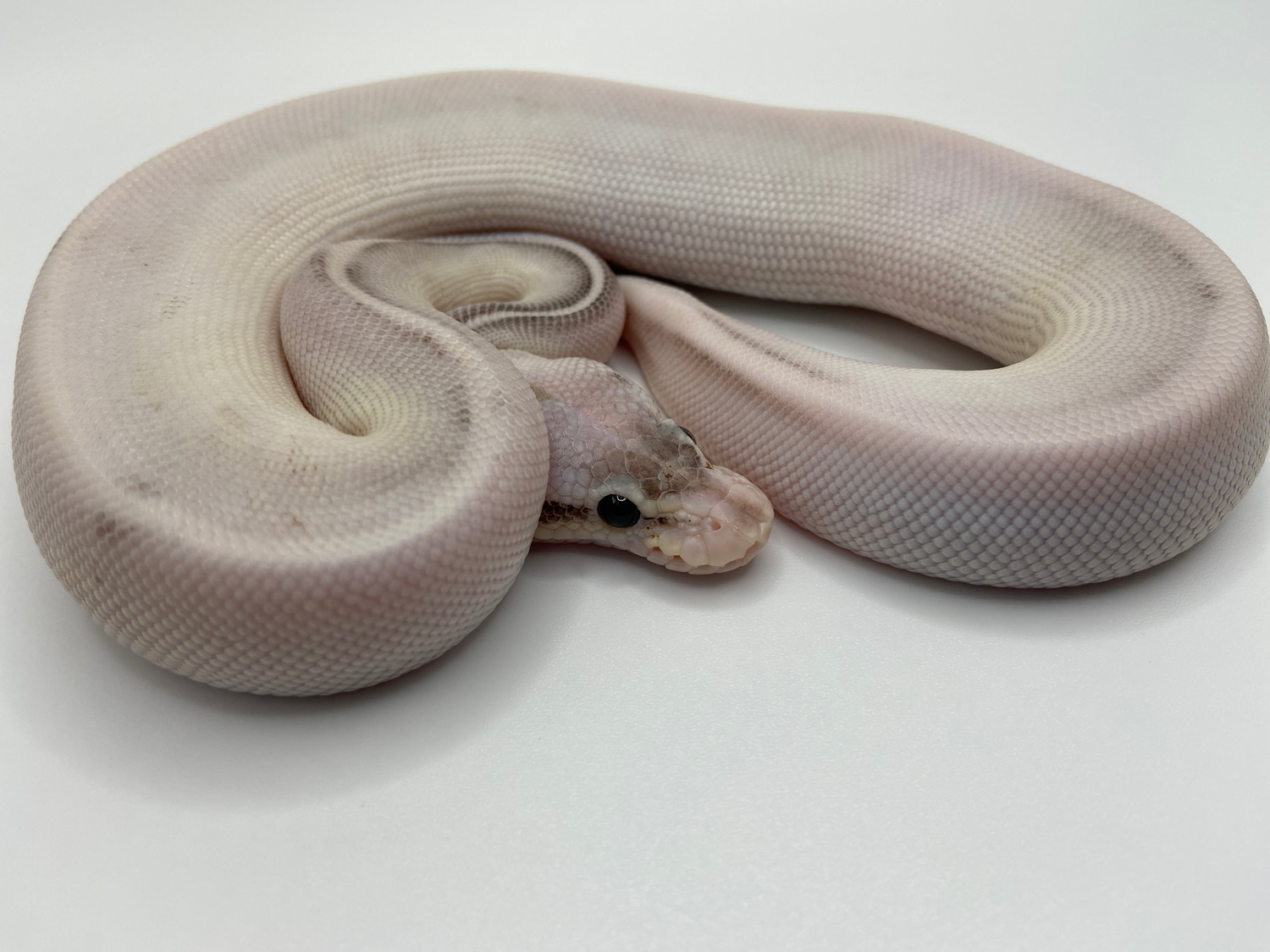 Pewter Highway Ball Python by Southern Star Reptiles - MorphMarket