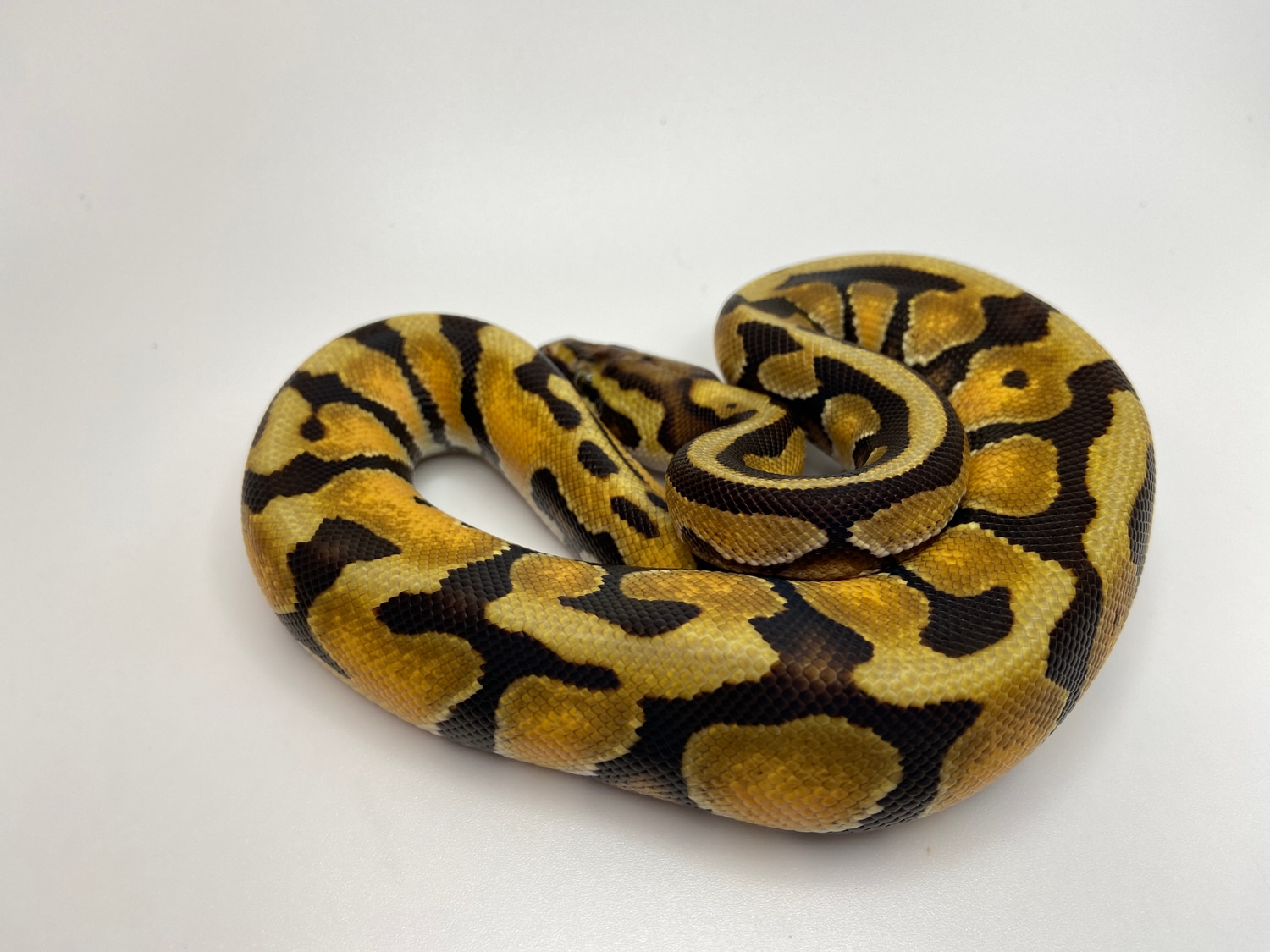 Mystic Spotnose Enchi Orange Dream Ball Python by Southern Star ...