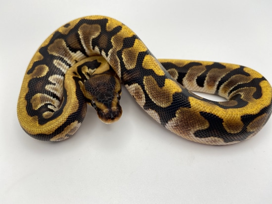 Hidden Gene Woma Het Ultramel Ball Python by Southern Star Reptiles