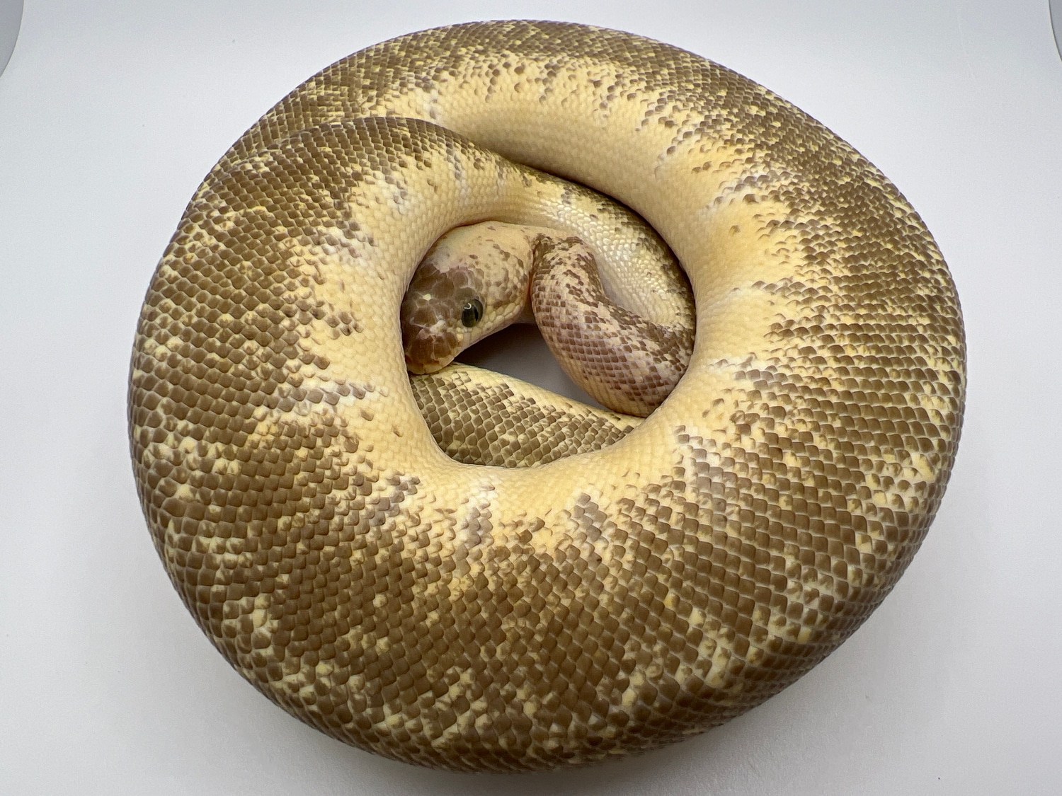 Pastel Pinstripe Hidden Gene Woma Clown Ball Python by Southern Star ...
