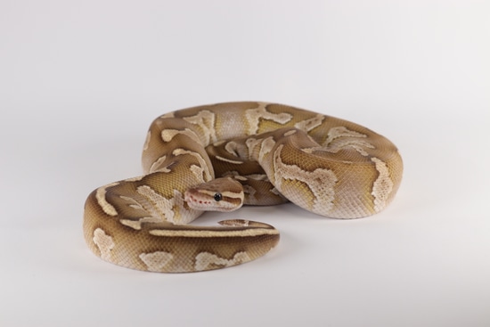 Lesser Shadow Fire Ball Python by Southern Star Reptiles