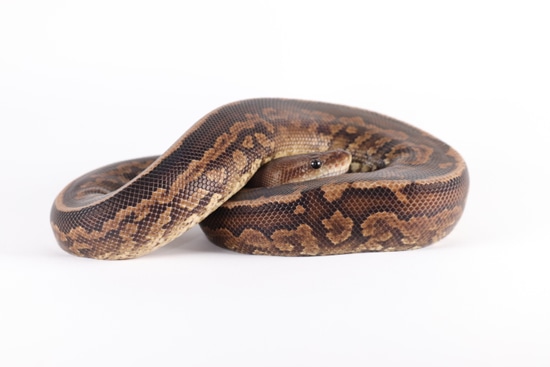 Cinnamon Spotnose Mahogany Het Ultramel Ball Python by Southern Star ...