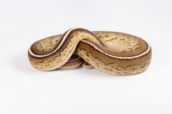 Cinnamon Fire Bongo Yellow Belly Ball Python by Southern Star Reptiles