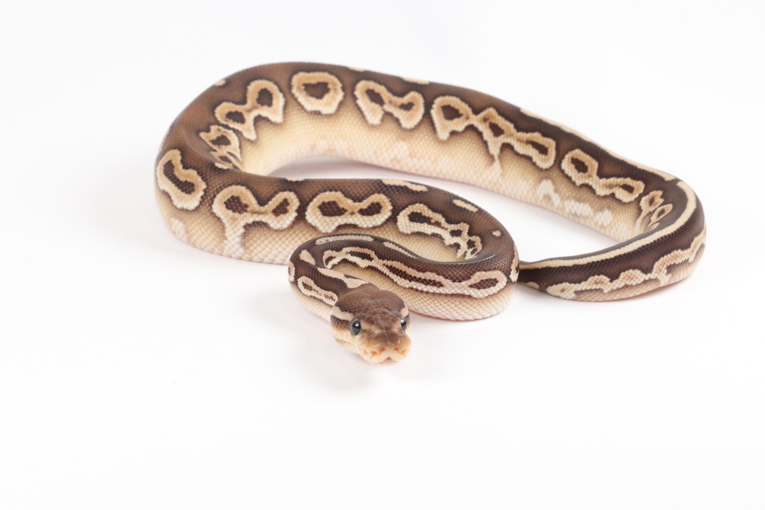 Enchi Yellow Belly Lesser Het Hypo Ball Python by Southern Star ...